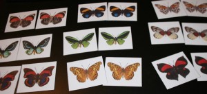 Butterfly Matching Game & More Bug Visual Discrimination Games