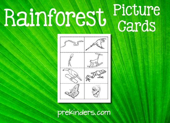 Rainforest Theme - PreKinders
