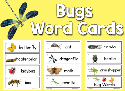Insect Picture Word Cards - PreKinders Preschool Activities