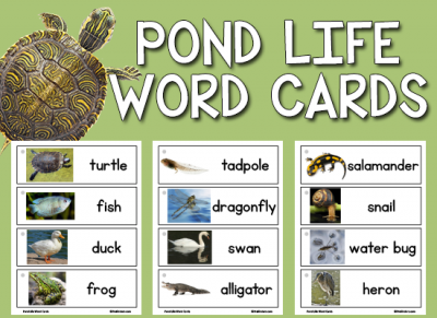 Pond Life Picture-Word Cards - PreKinders