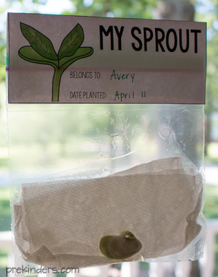 Sprouting a Seed: Bag Topper Printable - PreKinders