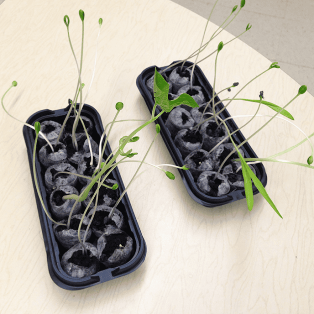 Plants & Seeds Science Activities - PreKinders Preschool Activities